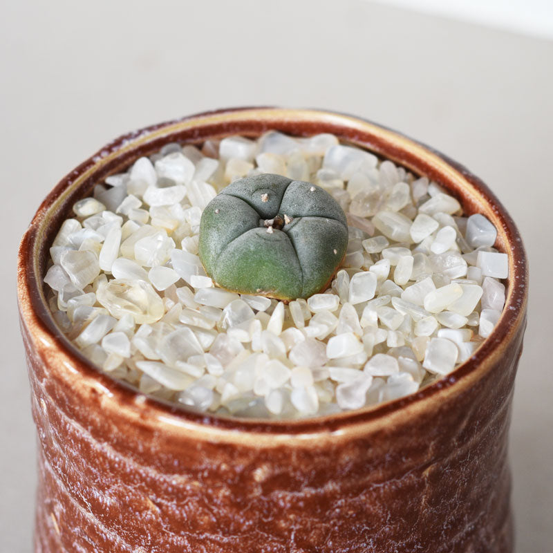 Large Peyote Button - Sacred Cactus Growing Kit
