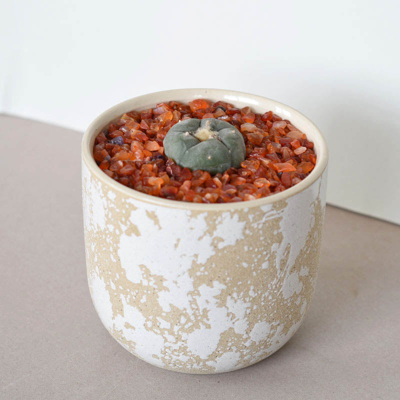 Large Peyote Button - Sacred Cactus Growing Kit