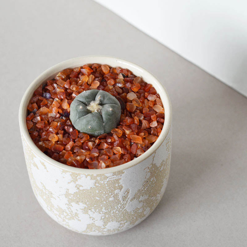 Large Peyote Button - Sacred Cactus Growing Kit