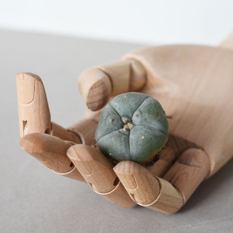 Large Peyote Button - Sacred Cactus Growing Kit