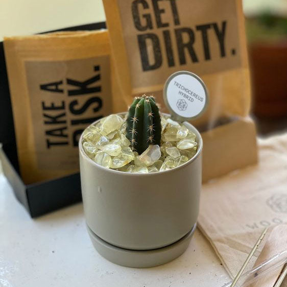 Small Trichocereus Hybrid - Sacred Cactus Growing Kit - "Take a Risk"
